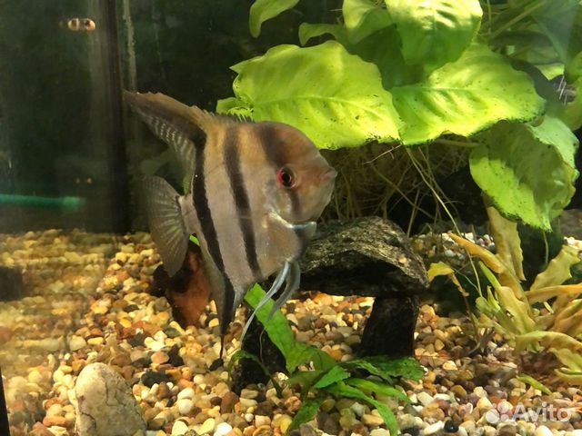 Рыбки и растения