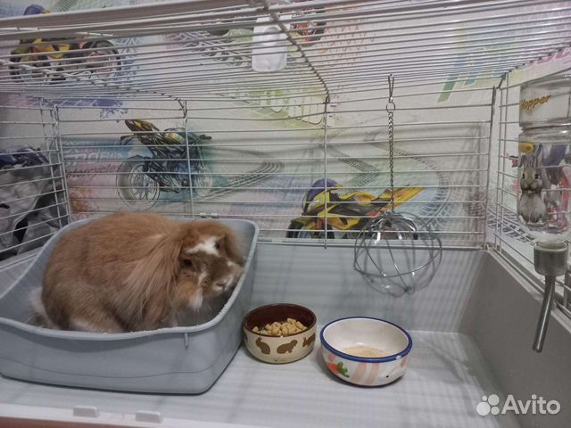 Декоративные кролики в добрые руки,семье с детьми