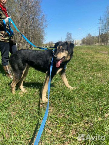 Человекоориентированный собакен