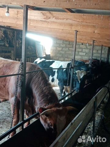 Быки на мясо