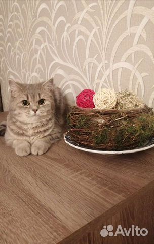 Отдам в хорошие руки