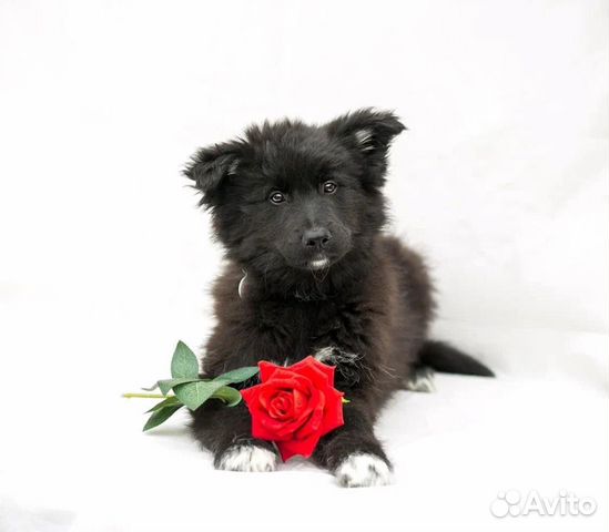 Гречка ищет дом