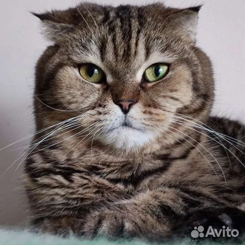 Нежная добрая Малинка в дар