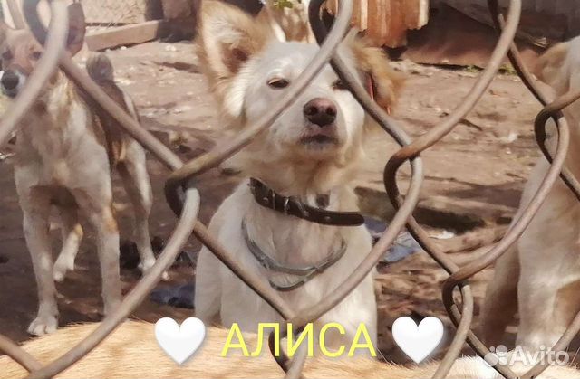 Алиса в поисках дома