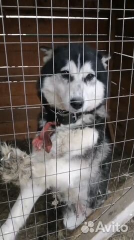 Сибирский хаски