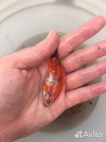 Прудовые рыбы, кометы, красные, пятнистые