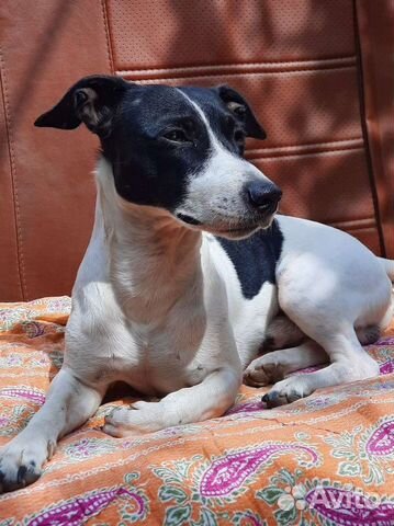 Вязка кобель Джек-рассел, бесплатно