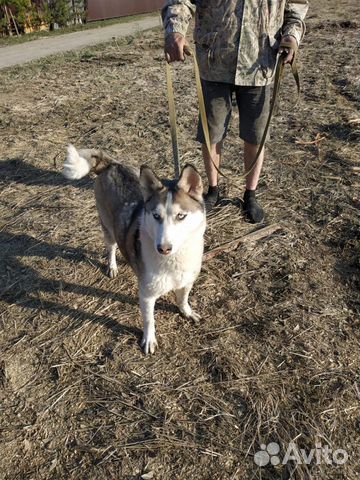 Собаки хаски