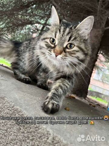 Кошечки и котики нужна помощь