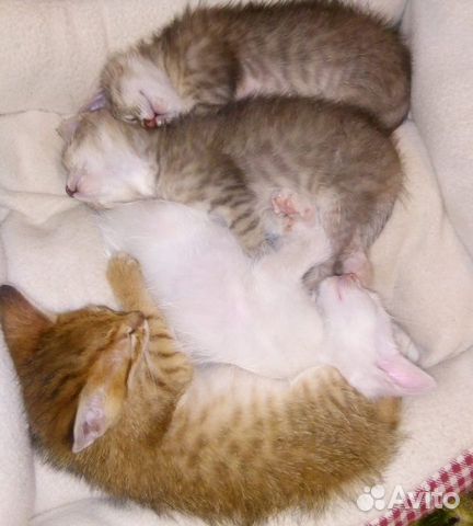 Котята турецкой белой породы