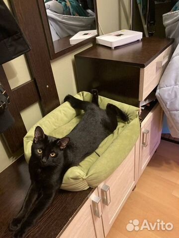 Отдаю кота