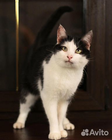 Харизматичный кот Пончик ищет дом