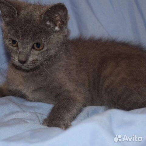 Русская голубая