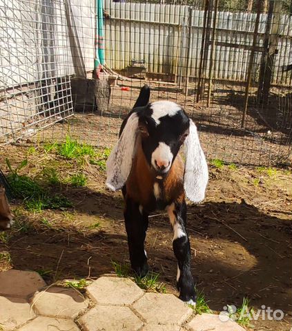 Коза нубийская