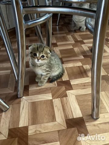 Шотландские вислоухие