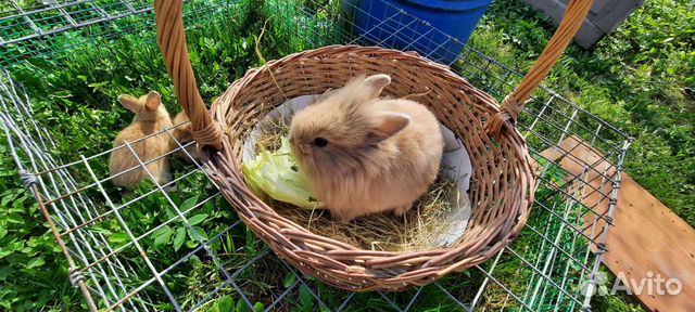 Крольчата месячные, карликовые