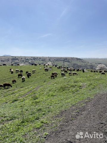 Овцы с ягнятами