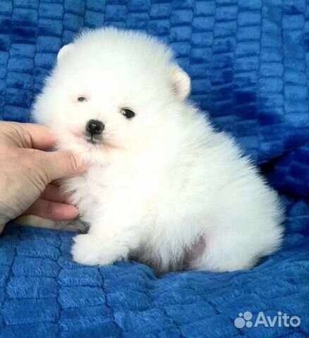 Щенки Померанского шпица