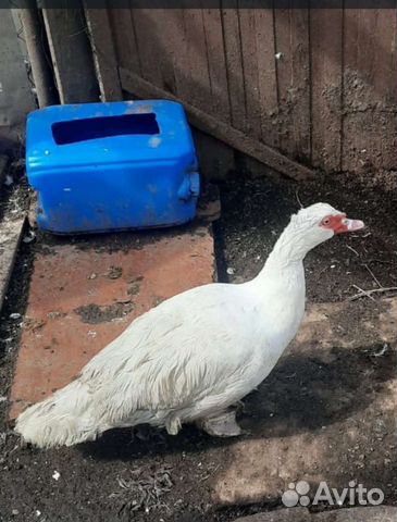 Селезень индоутки