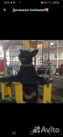 Вязка чихуахуа девочка