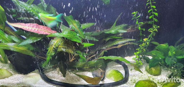 Криптокарина (прополка)