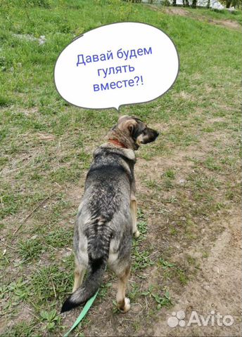 Собака в добрые руки, пёс Ярик ищет дом
