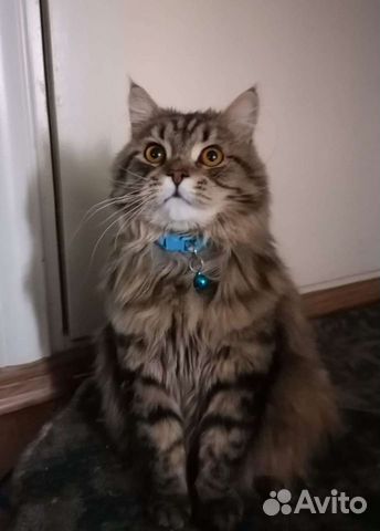 Котики бесплатно в добрые руки