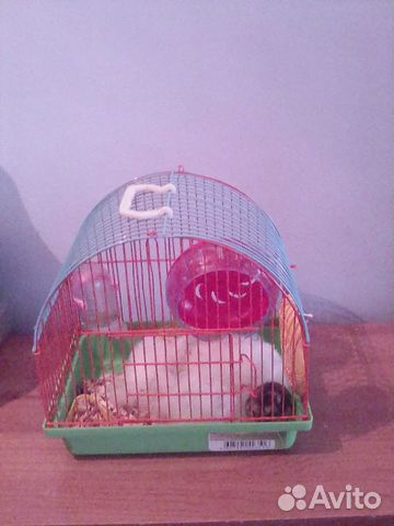 Хомячек с клеткой и всеми принадлежностями