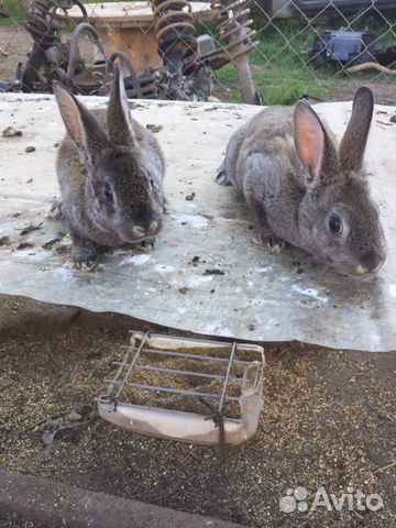 Кролики Рекс