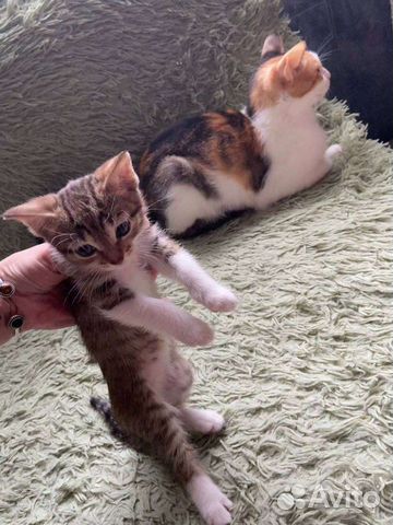 Котенок девочка калико/черепаховая