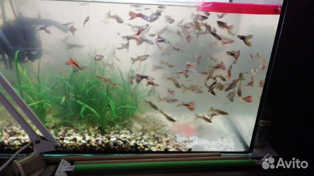 Аквариумные рыбки гуппи