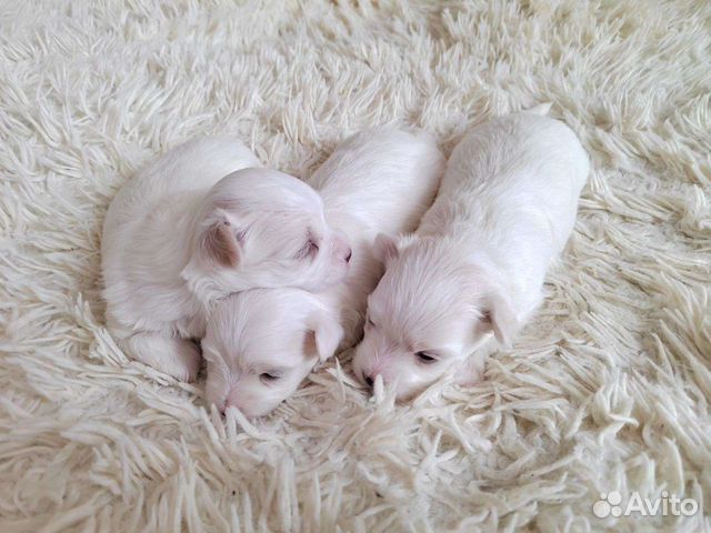 Щенки Мальтезе