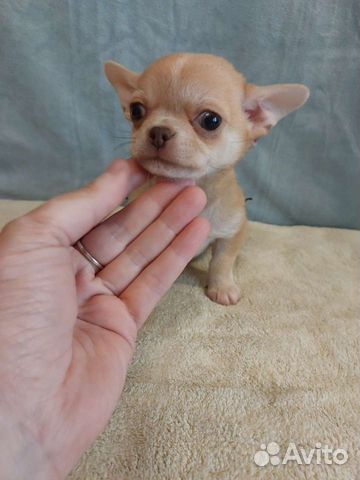Чихуахуа mini мальчики