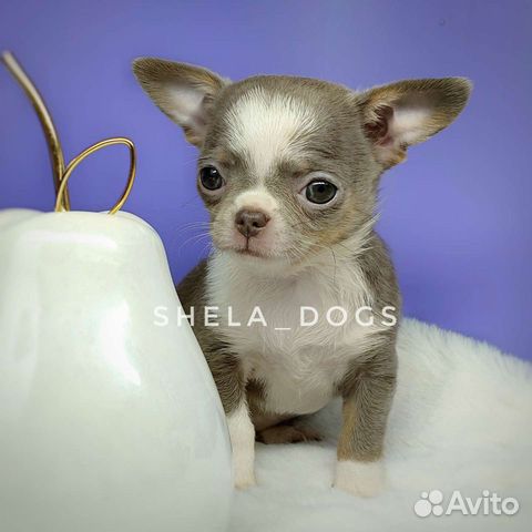 Лиловая куколка