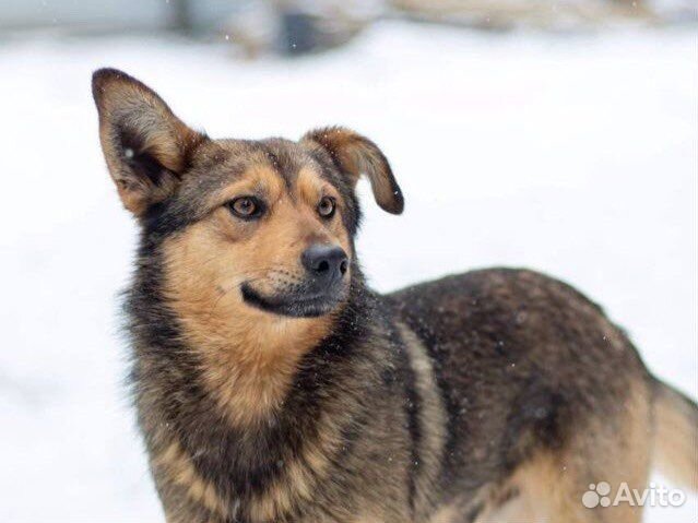 Отдаю песика Бублика в дар