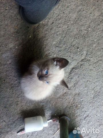 Кошка в дар бесплатно