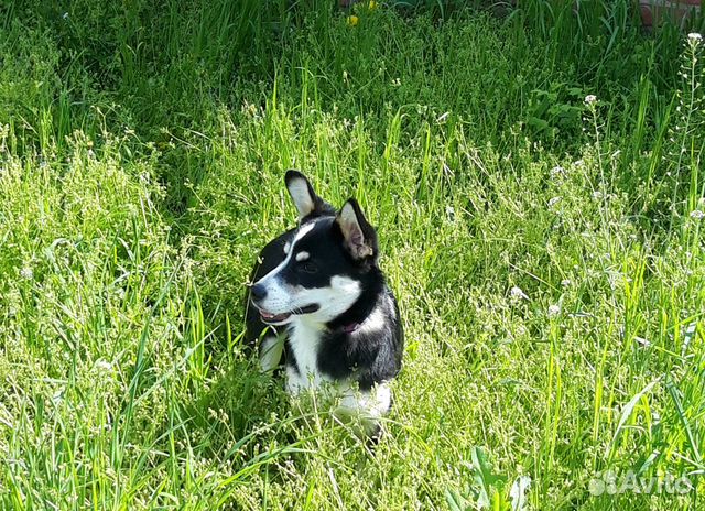 Отдам в добрые руки