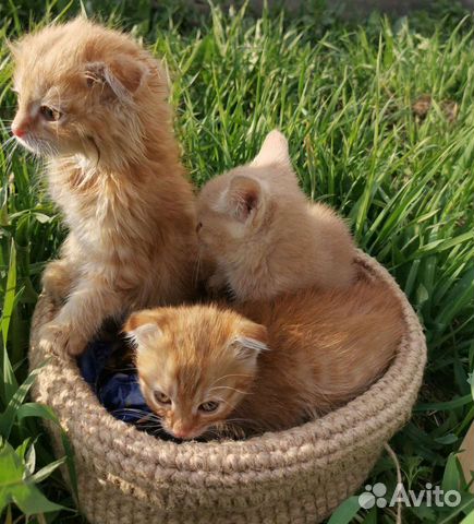 Котята в добрые руки