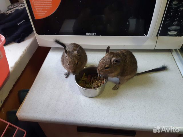 Дегу