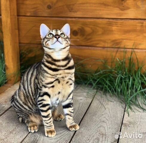 Тойгер котята