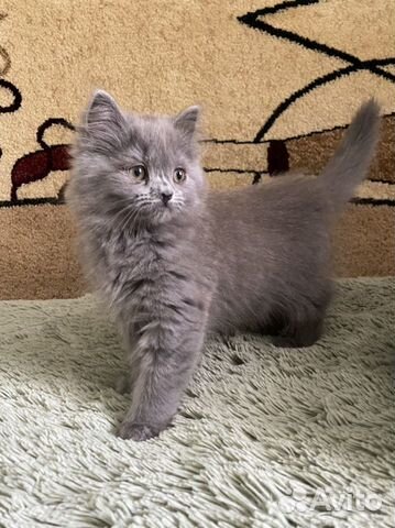 Шотладские котята