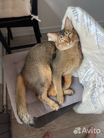 Абиссинский кот