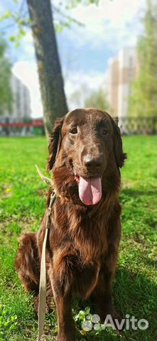 Прямошерстный ретривер