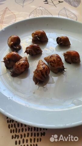 Улитки ахатины маленькие