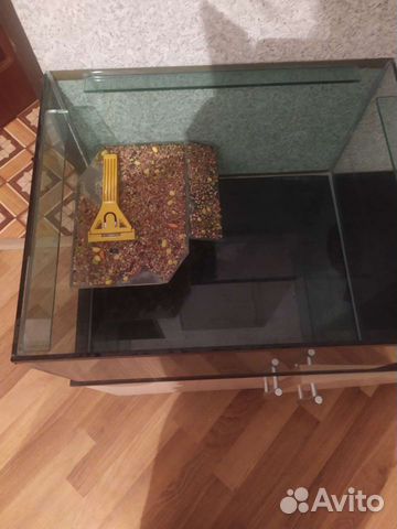 Красноухая черепаха с аквариумом