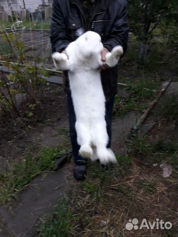 Кролики породы фландр