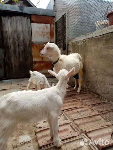 Коза дойная молочная