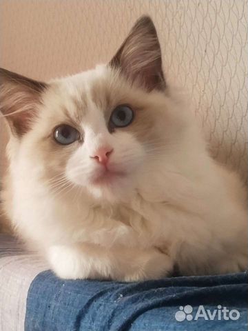 Котёнок Рэгдолл