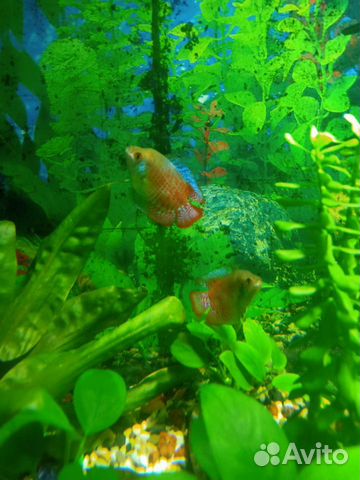 Аквариумные рыбки отдам бесплатно