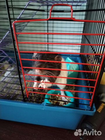 Крыса (мальчик, 5 месяцев)